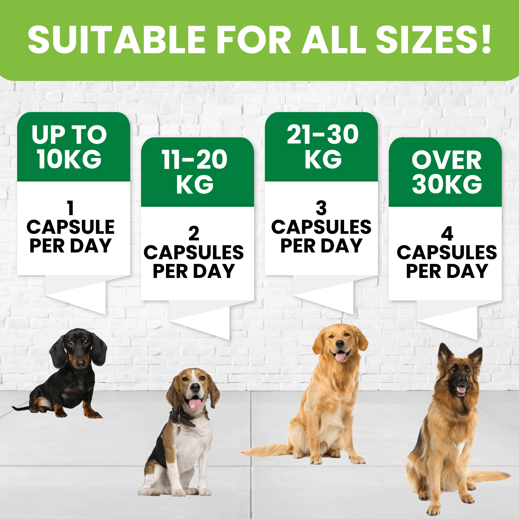 The Golden Touch: Turmeric Capsules – An Essential Addition To Your Dog ...